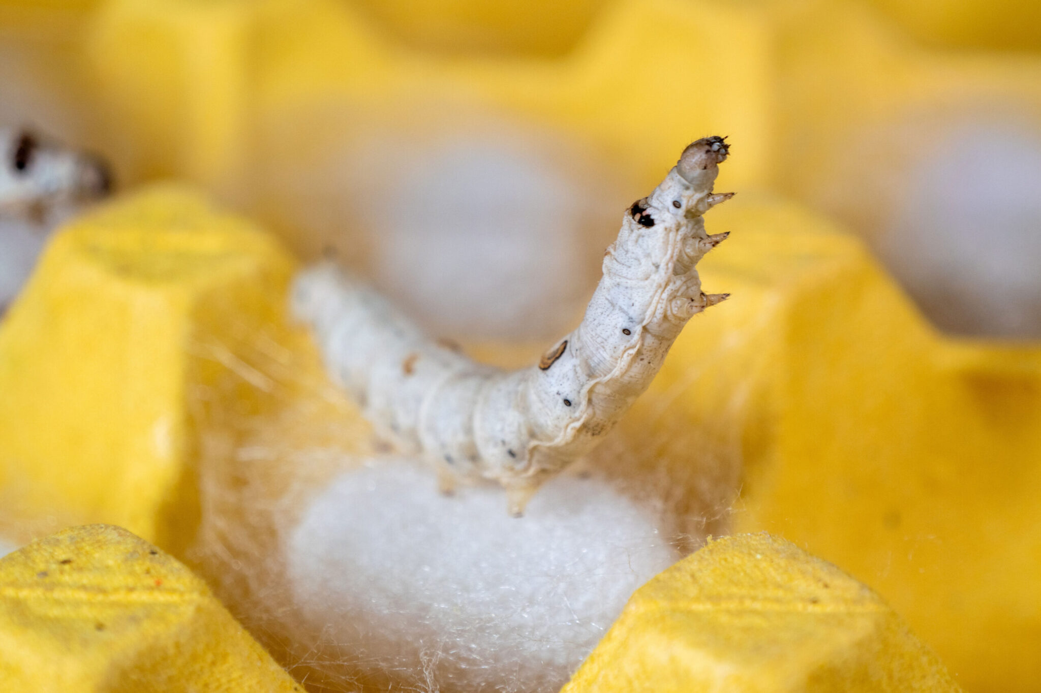 Customer production | Seteka Corporation